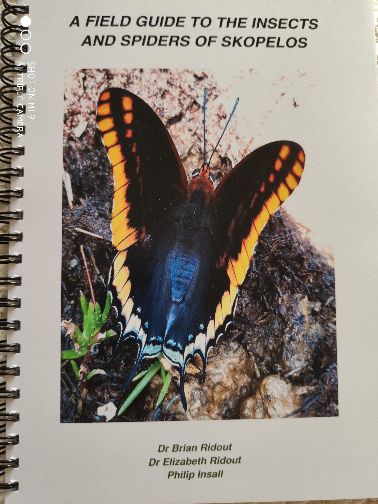 INSECTS & SPIDERS FIELD GUIDE – Skopelos Walks